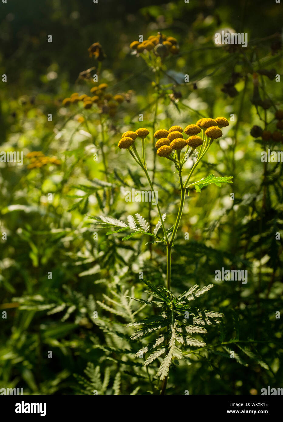 Gelbe Wildblumen in Spruce Woods Provincial Park, gemeinsame Rainfarn ...