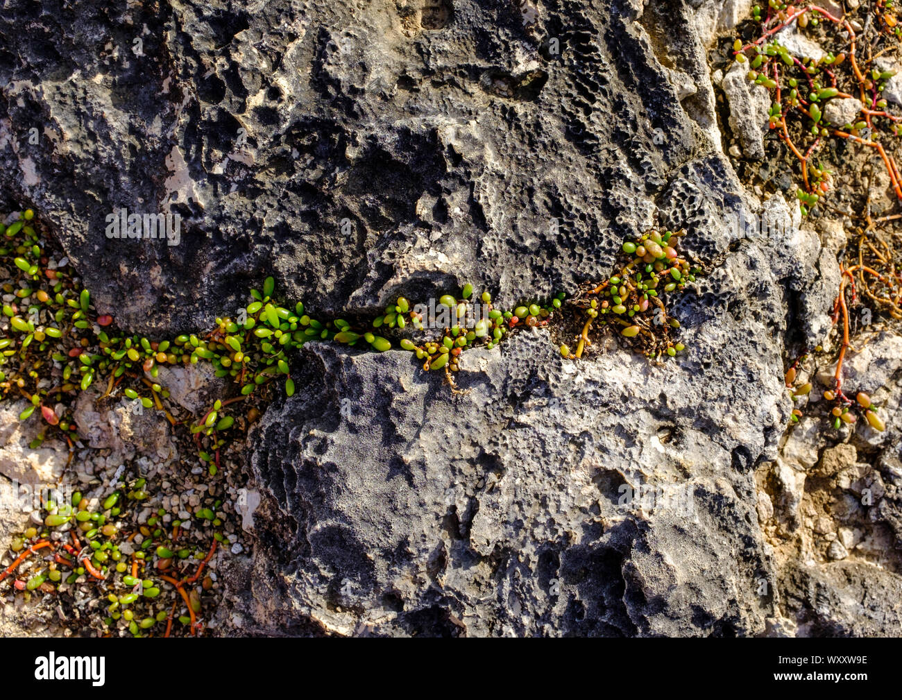 Limestone cliff detail -Fotos und -Bildmaterial in hoher Auflösung – Alamy