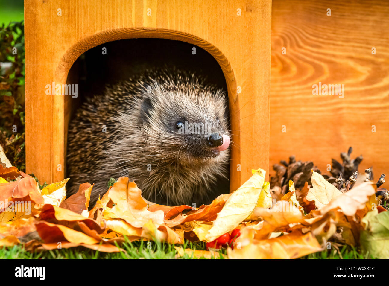 Igel, (Wissenschaftlicher Name: Erinaceus europaeus) mit seiner Zunge ...