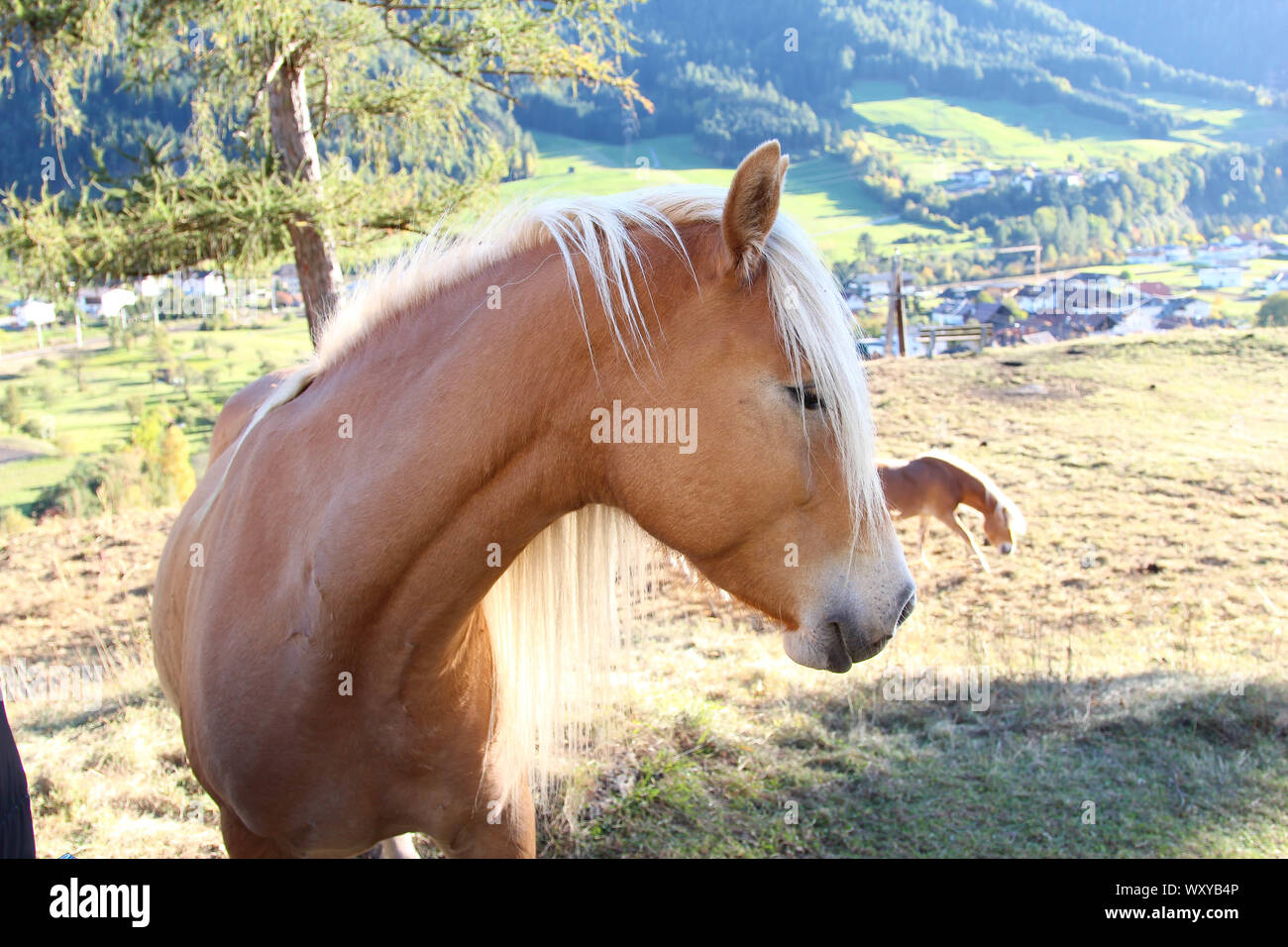 Haflinger pferde -Fotos und -Bildmaterial in hoher Auflösung – Alamy