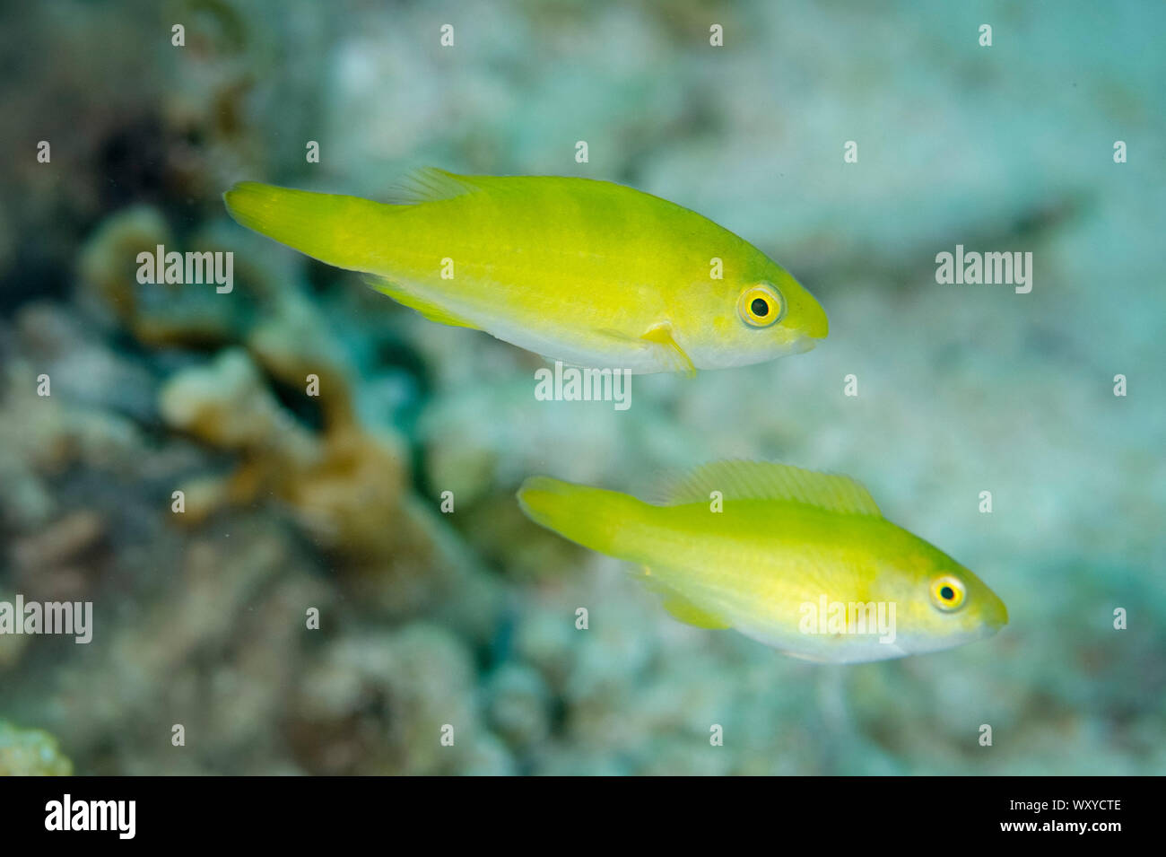 Juvenile Yellowbarred Papageienfische, Scarus dimidiatus, 7 Seas ...