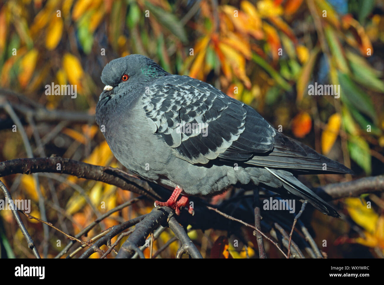 Taube im profil -Fotos und -Bildmaterial in hoher Auflösung – Alamy