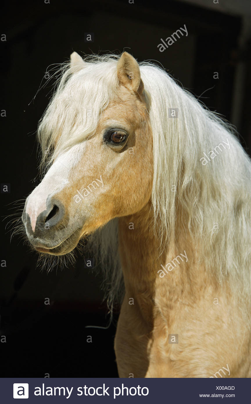 Portrait Of A Palomino Stockfotos & Portrait Of A Palomino Bilder - Alamy