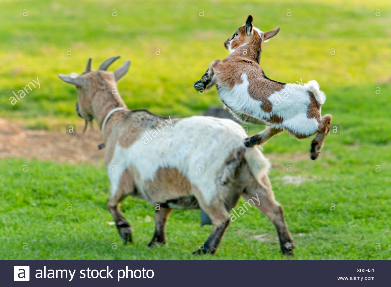 Goats Jumping Stockfotos und -bilder Kaufen - Alamy