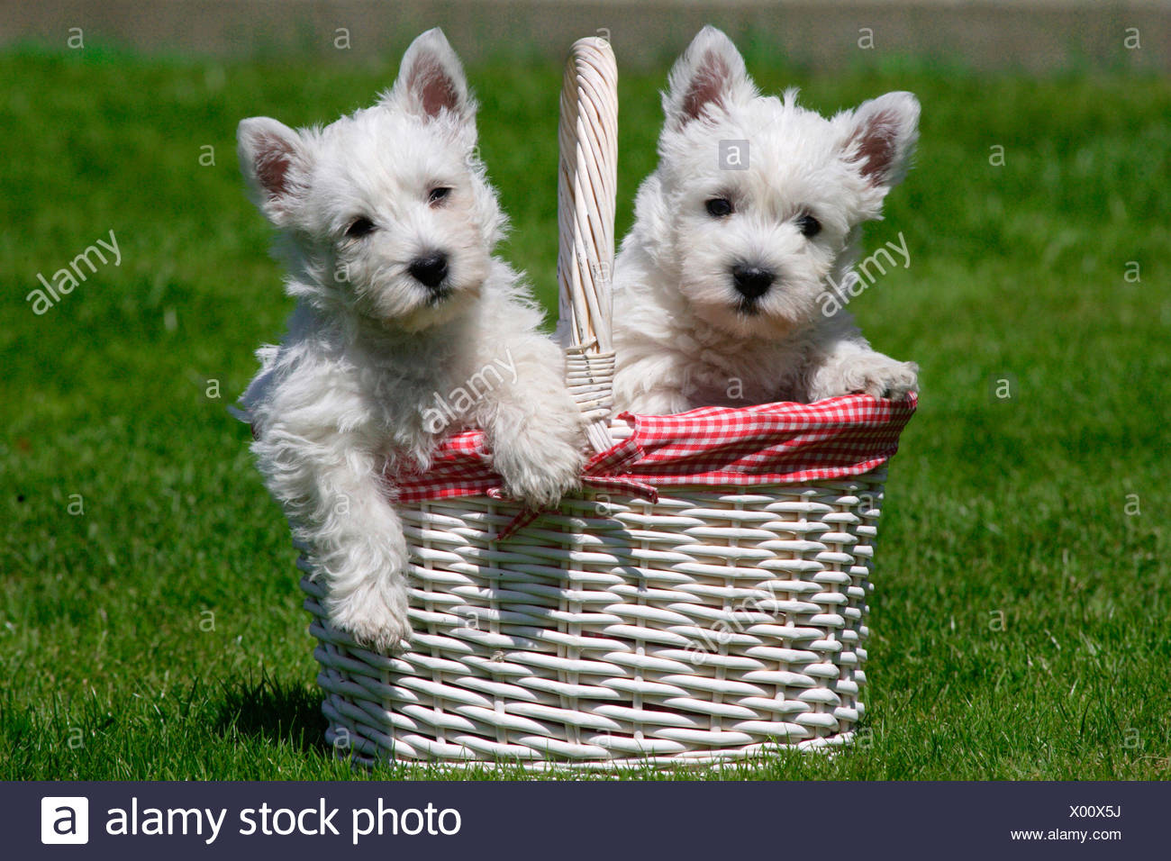Westie Puppy Dog Stockfotos und -bilder Kaufen - Alamy