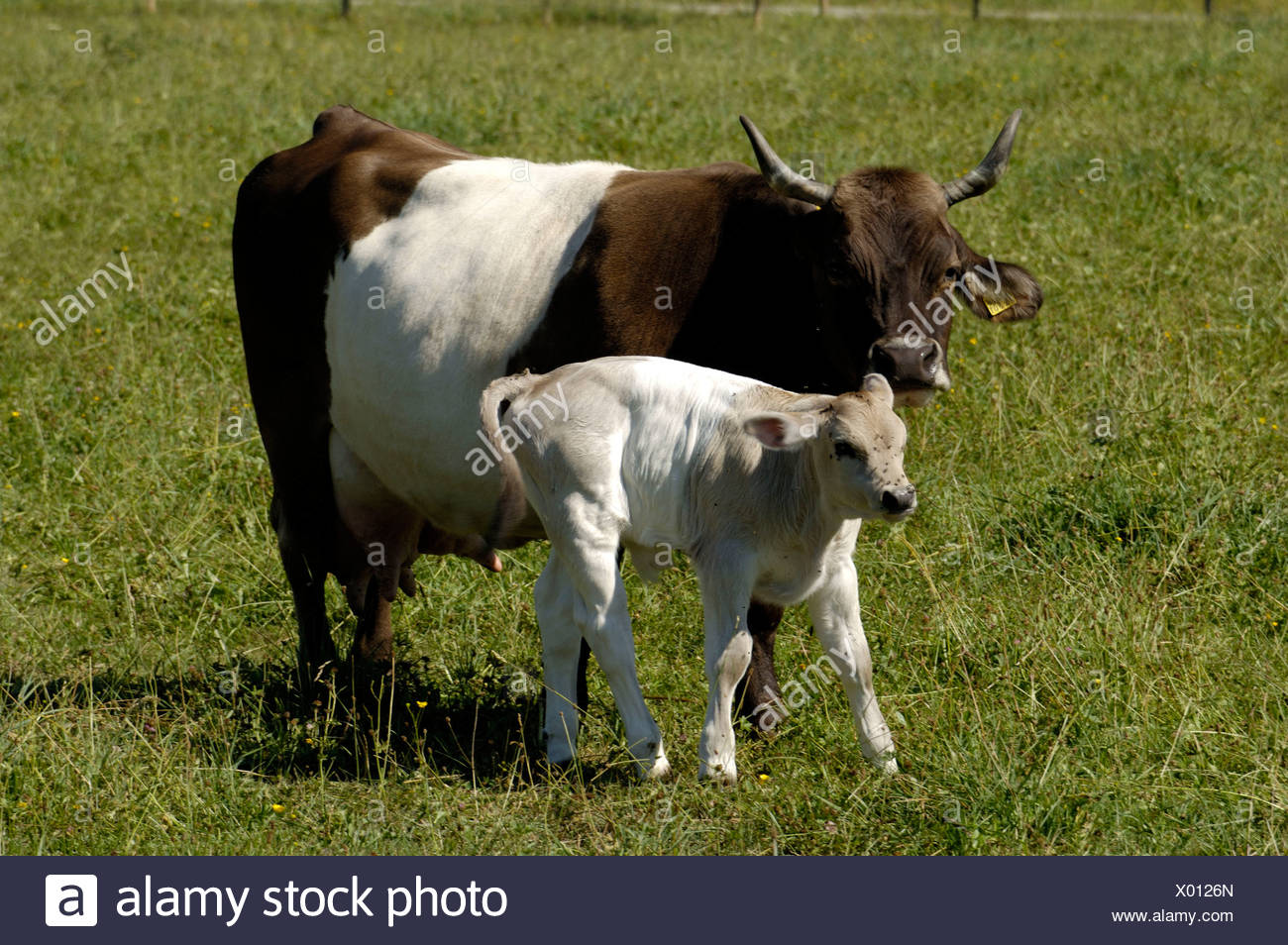 Original Braunes Kalb Stockfotos und -bilder Kaufen - Alamy