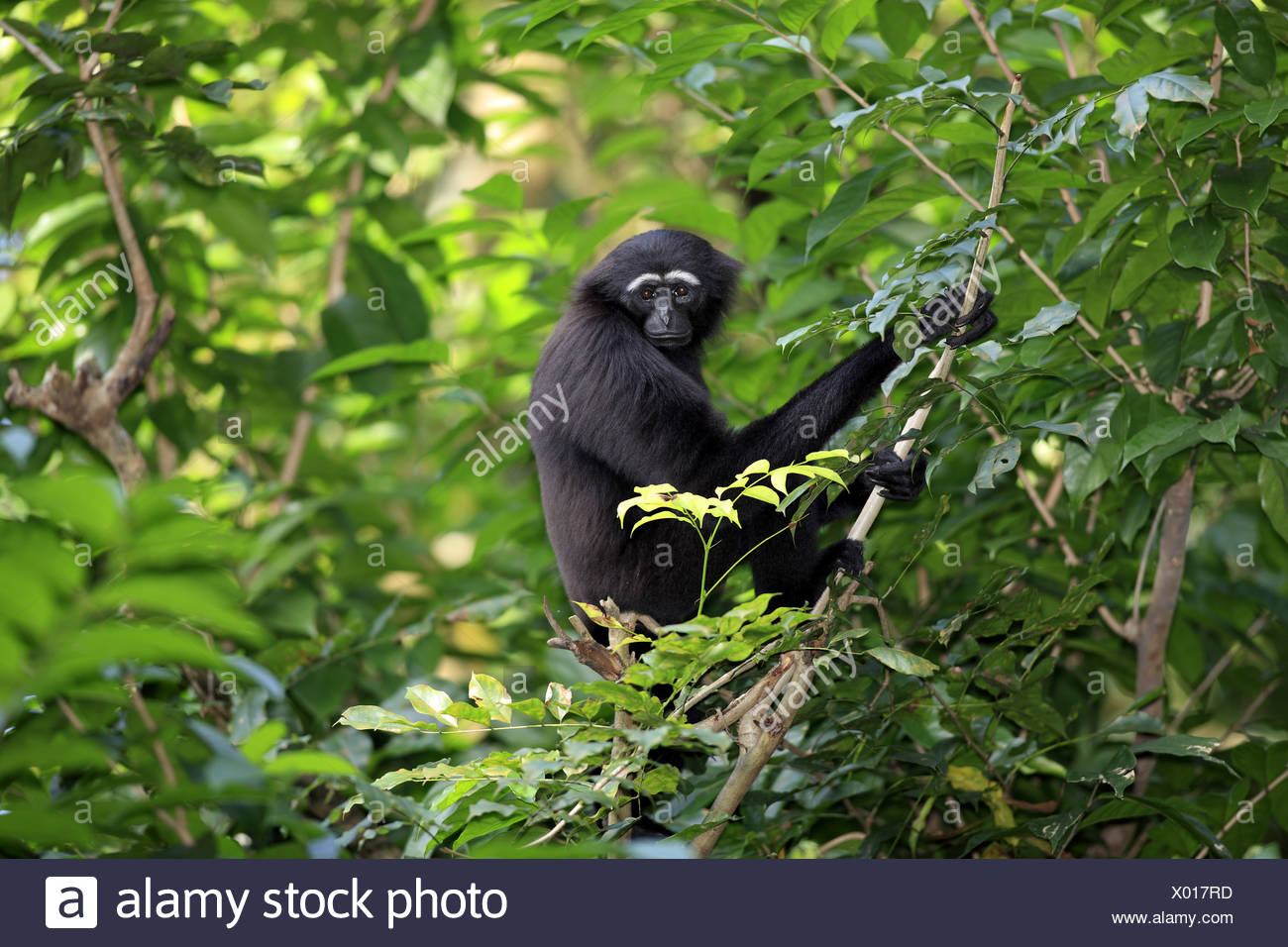 Agile Gibbons Stockfotos & Agile Gibbons Bilder - Alamy