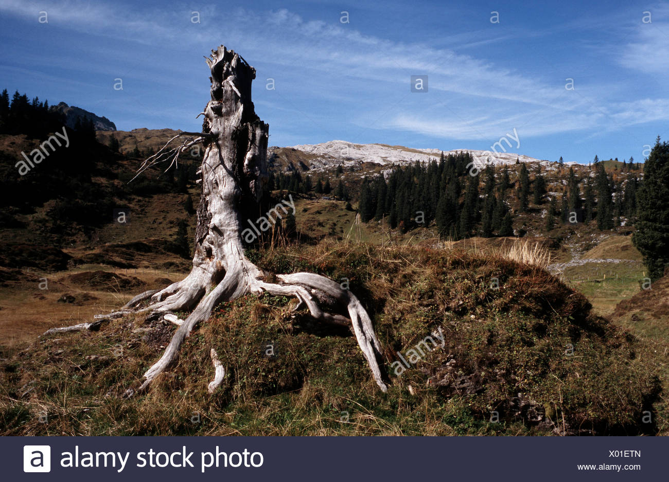 Norway Spruce Picea Abies Roots Stockfotos und -bilder Kaufen - Alamy