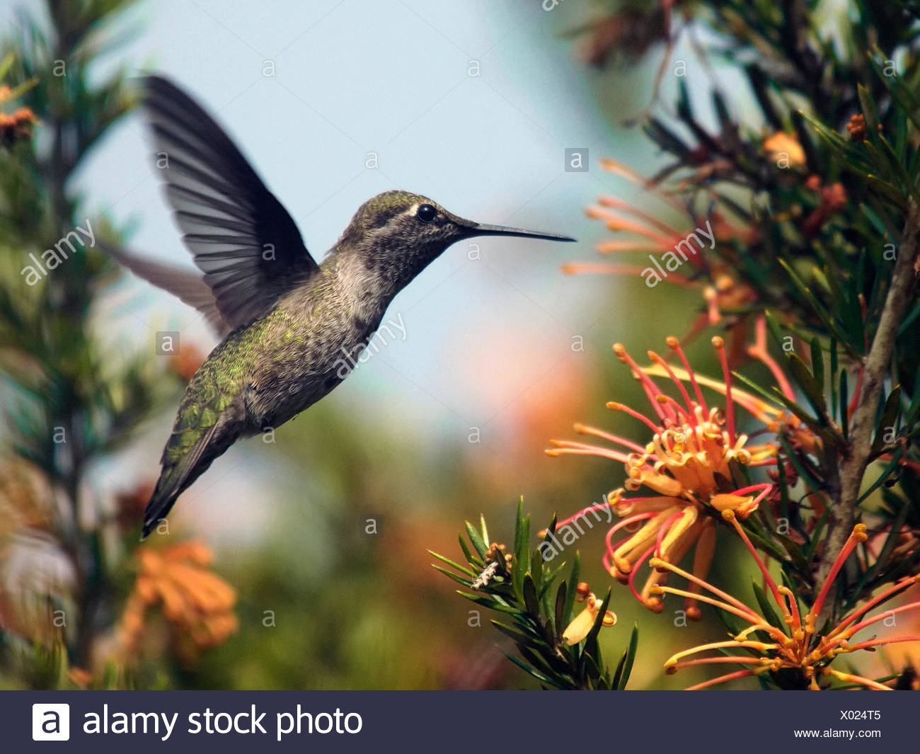 Annakolibri Anna Kolibri Calypte Anna Stockfotos und -bilder Kaufen - Alamy