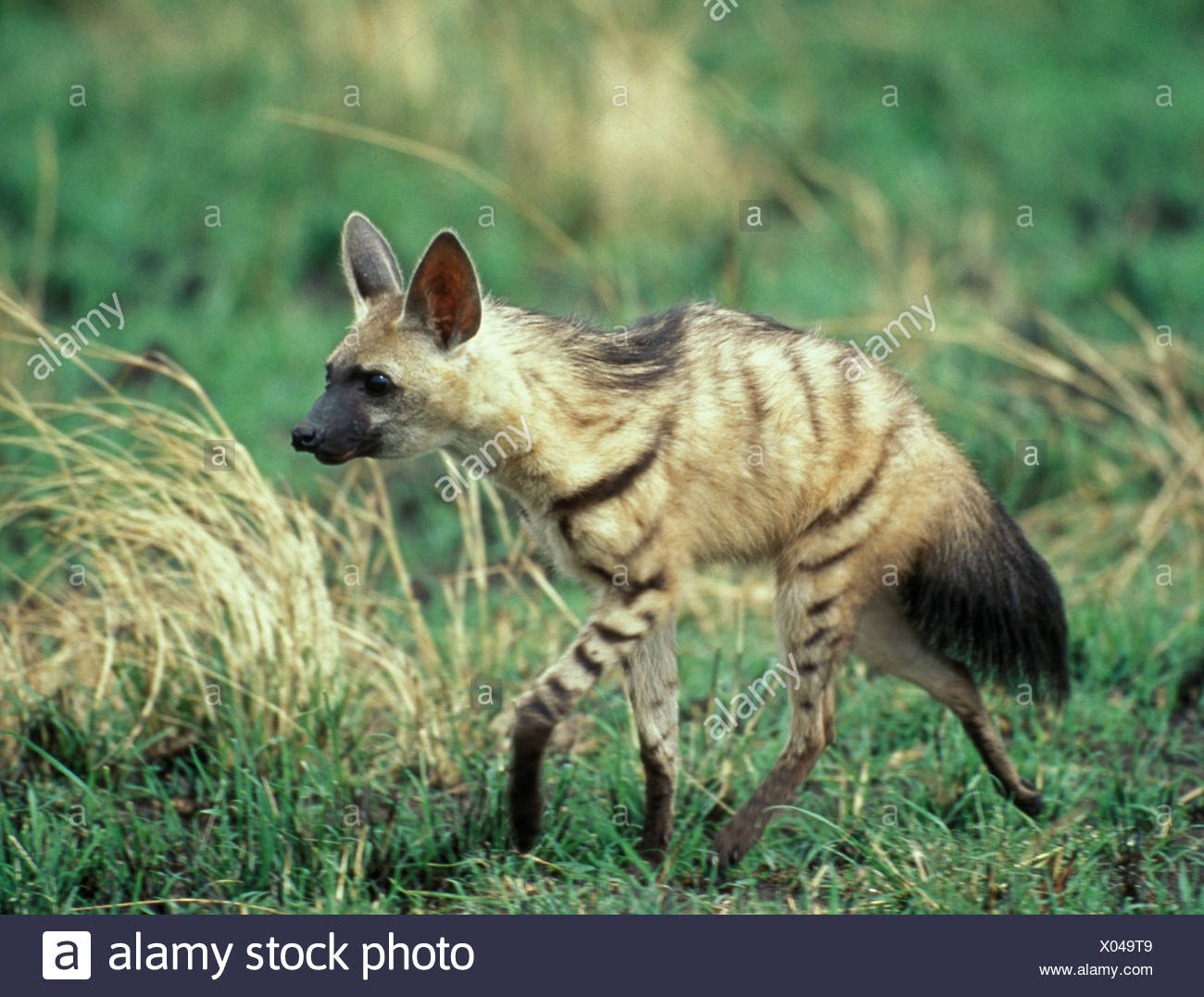 Aardwolf (proteles Cristatus) Stockfotos & Aardwolf (proteles Cristatus ...