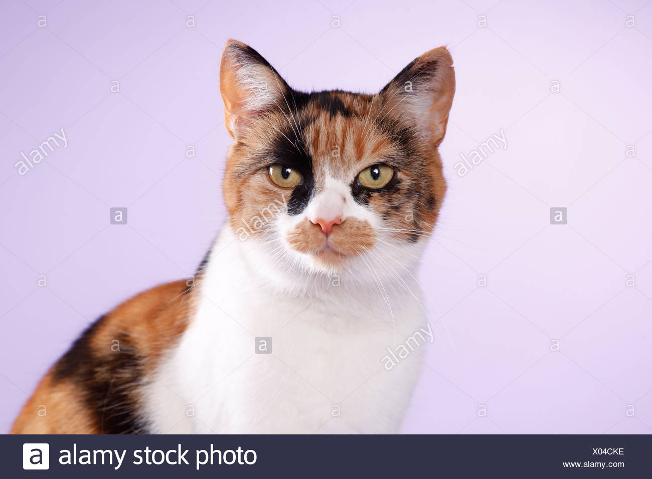 Lila Katze Stockfotos und -bilder Kaufen - Alamy