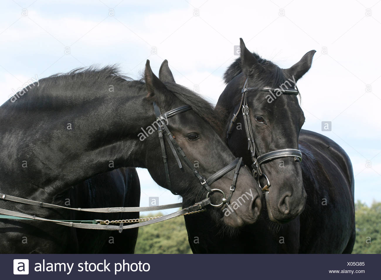 Schwarze Pferde Stockfotos & Schwarze Pferde Bilder - Alamy