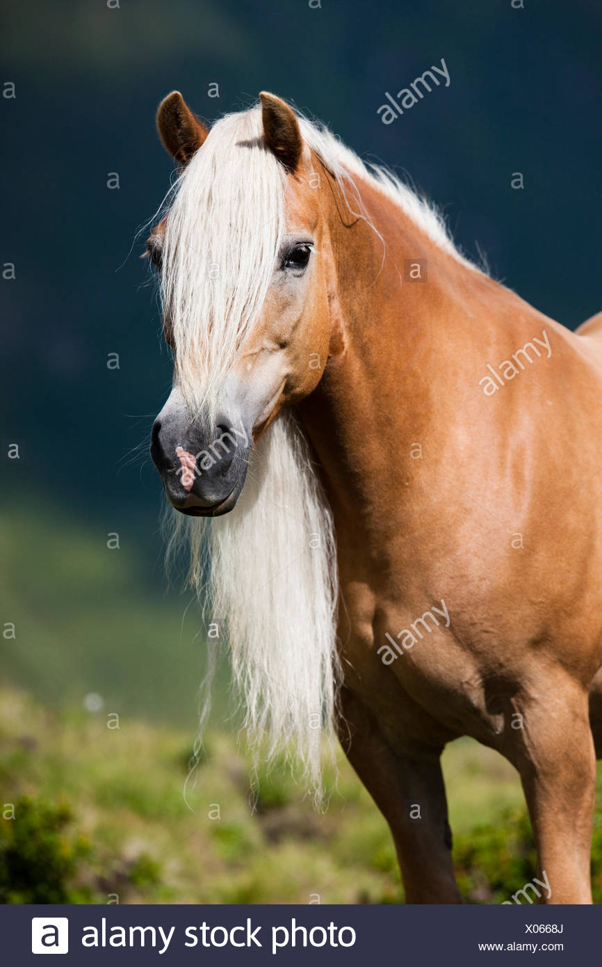Haflinger Horse Mare Long Mane Stockfotos und -bilder Kaufen - Alamy