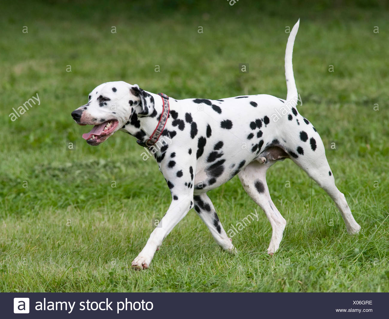Dalmatiner Hund Stockfotos und -bilder Kaufen - Alamy