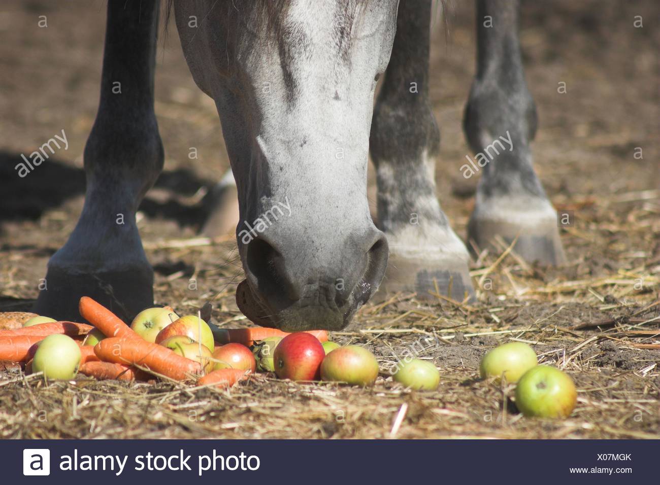 Horse Eating Close Up Detail Stockfotos und -bilder Kaufen - Alamy
