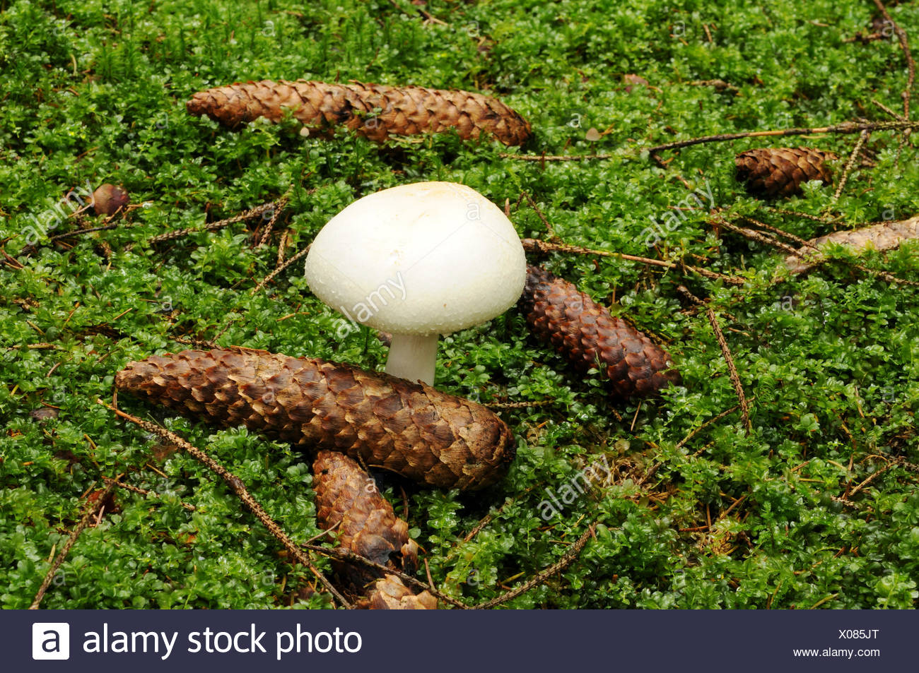 Wald Champignon Stockfotos und -bilder Kaufen - Alamy
