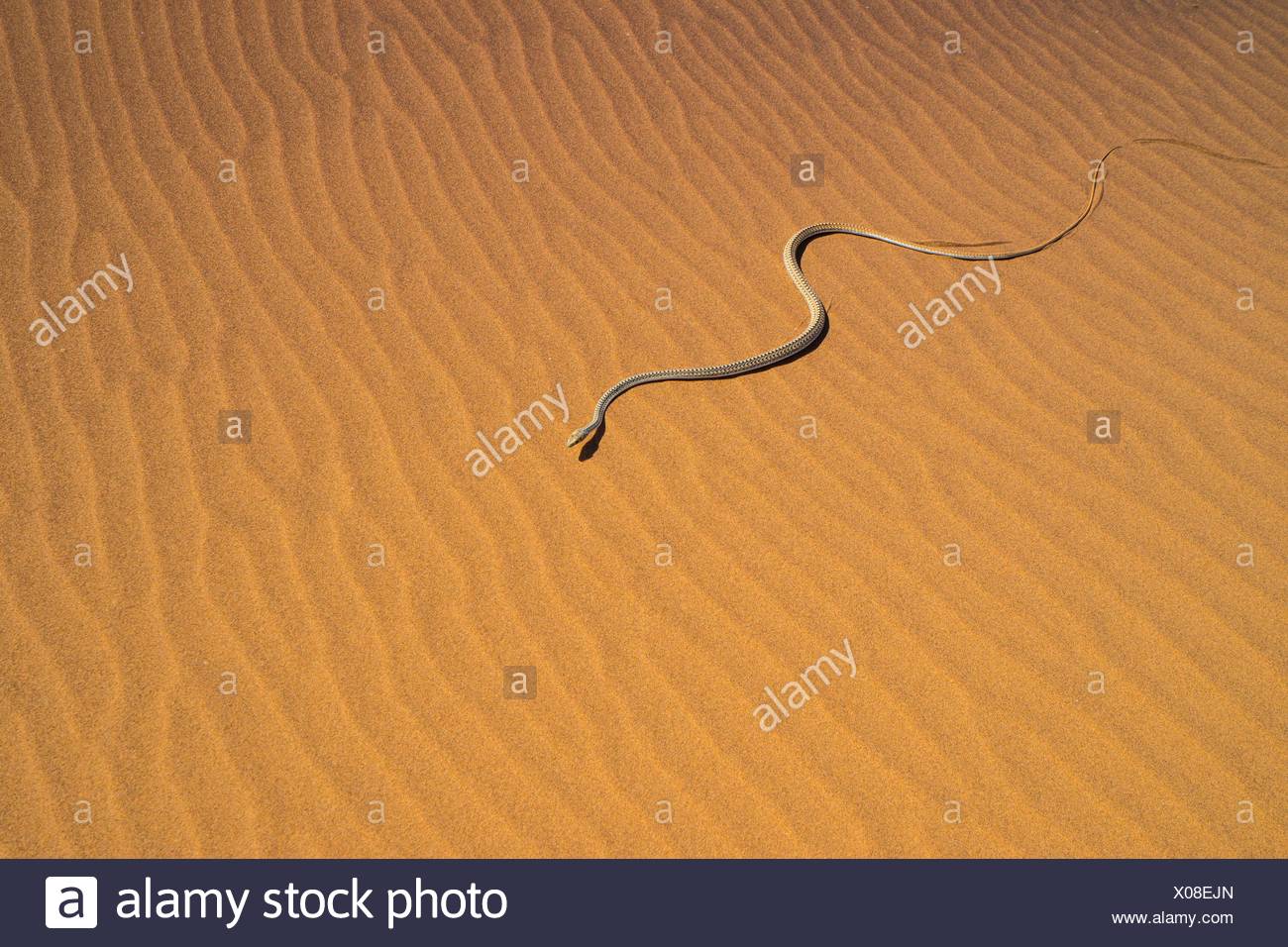 Sand Snake Stockfotos & Sand Snake Bilder - Seite 2 - Alamy