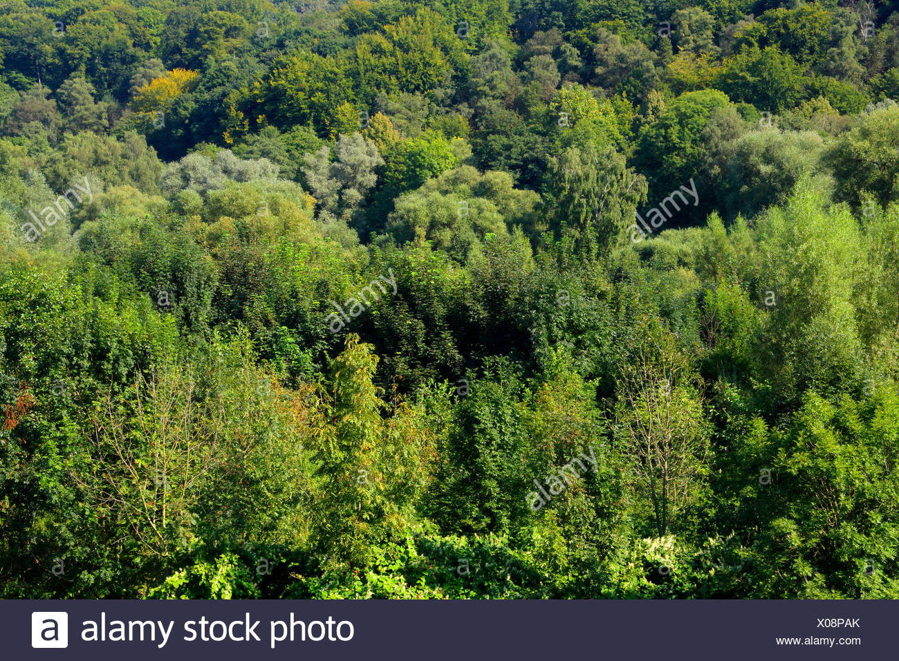 Gemischter Laubwald Stockfotos und -bilder Kaufen - Alamy