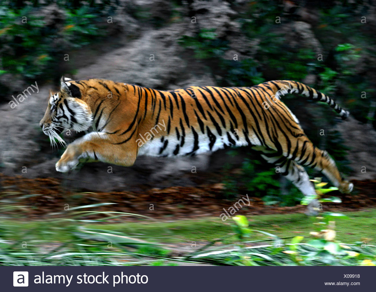 Tiger Stockfotos und -bilder Kaufen - Alamy