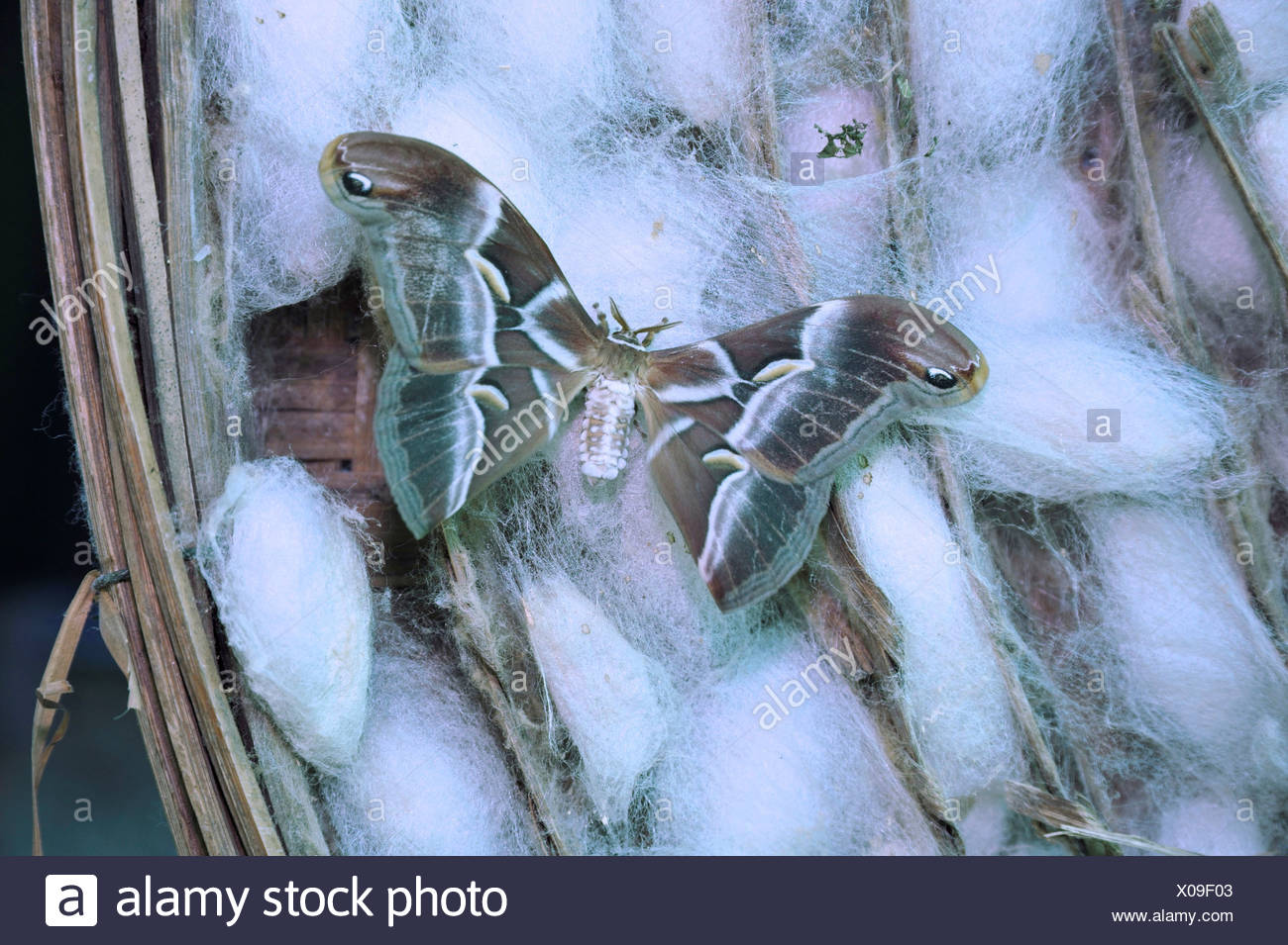 Seidenspinner Kokon Stockfotos & Seidenspinner Kokon Bilder - Alamy