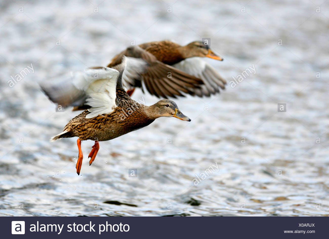 Fliegende Enten Stockfotos und -bilder Kaufen - Alamy