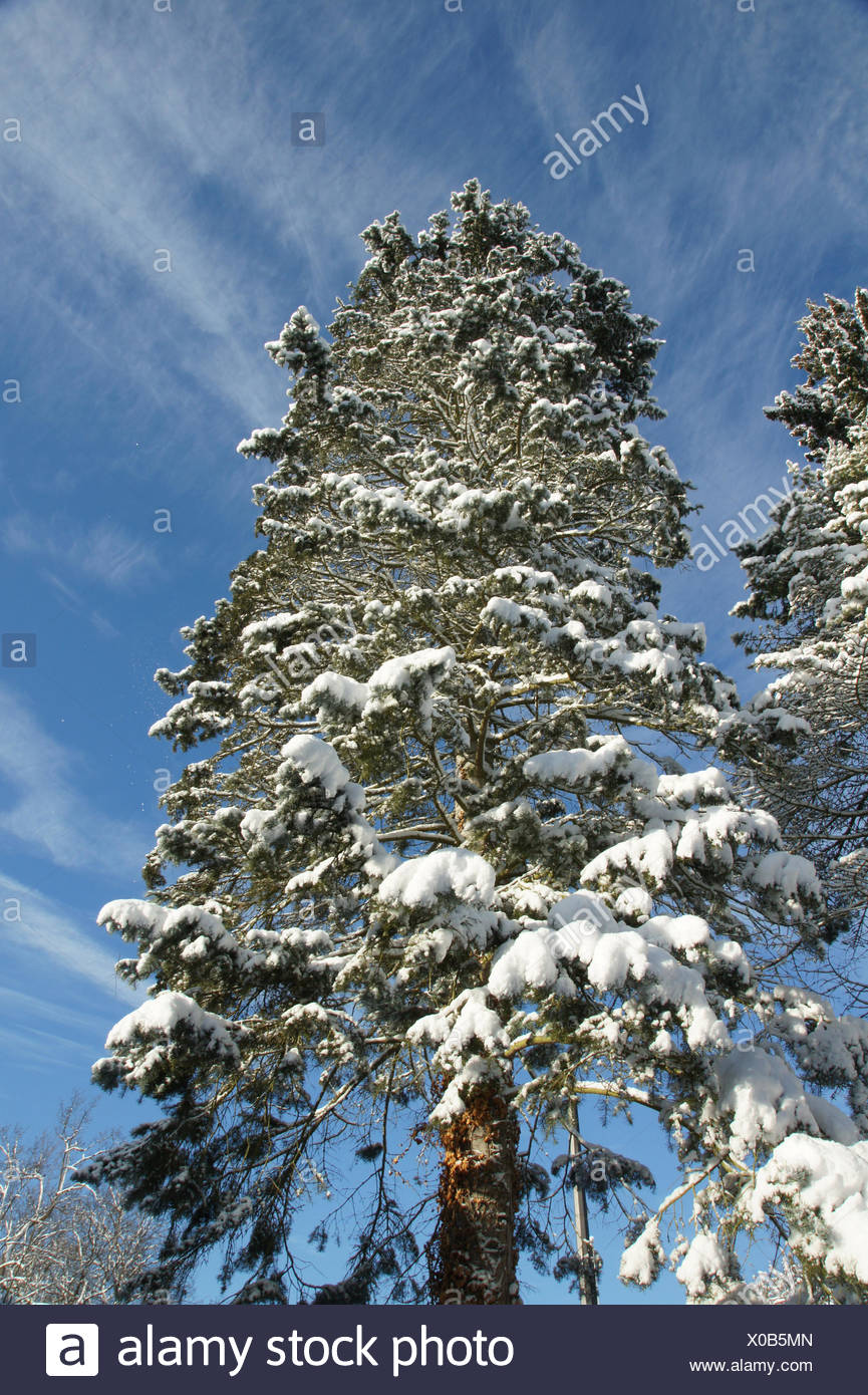 White Fir Abies Concolor Stockfotos und -bilder Kaufen - Alamy