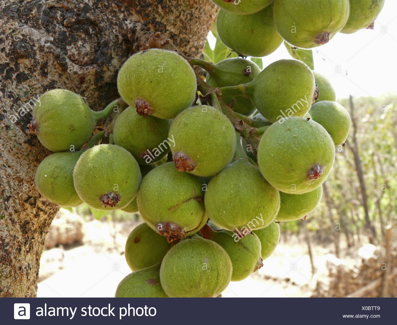 Wild Fig Tree Stockfotos und -bilder Kaufen - Alamy