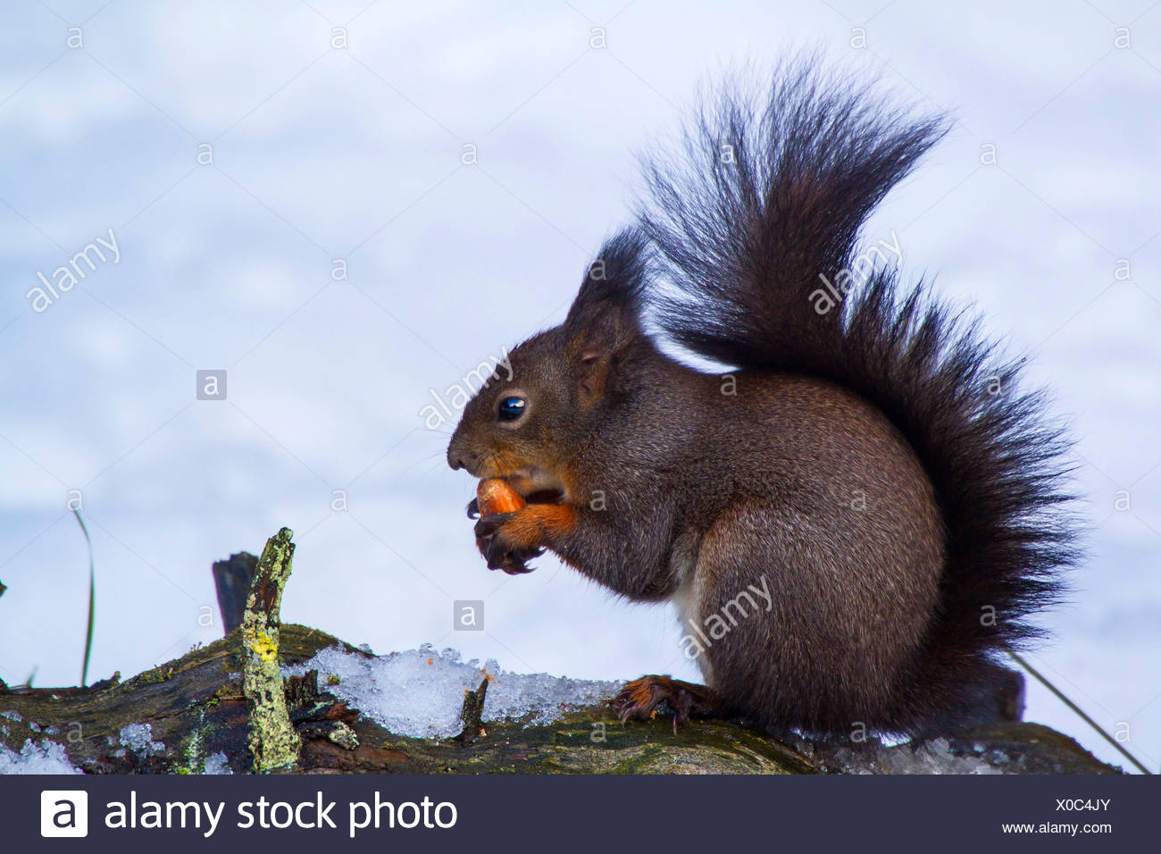 Eichhörnchen Pfote Stockfotos und -bilder Kaufen - Alamy