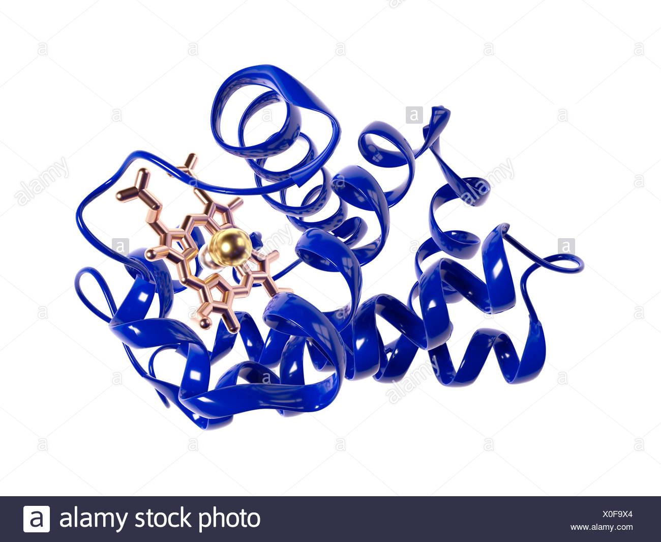 Hemoglobin Molecule Stockfotos und -bilder Kaufen - Alamy