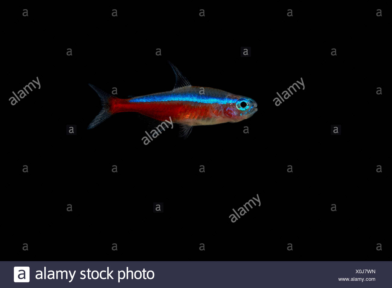 Cheirodon Axelrodi Stockfotos und -bilder Kaufen - Alamy