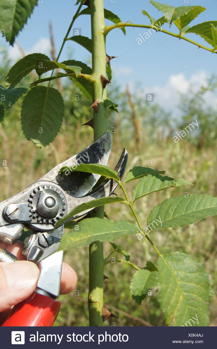 Rosen Okulieren Stockfotos und -bilder Kaufen - Alamy