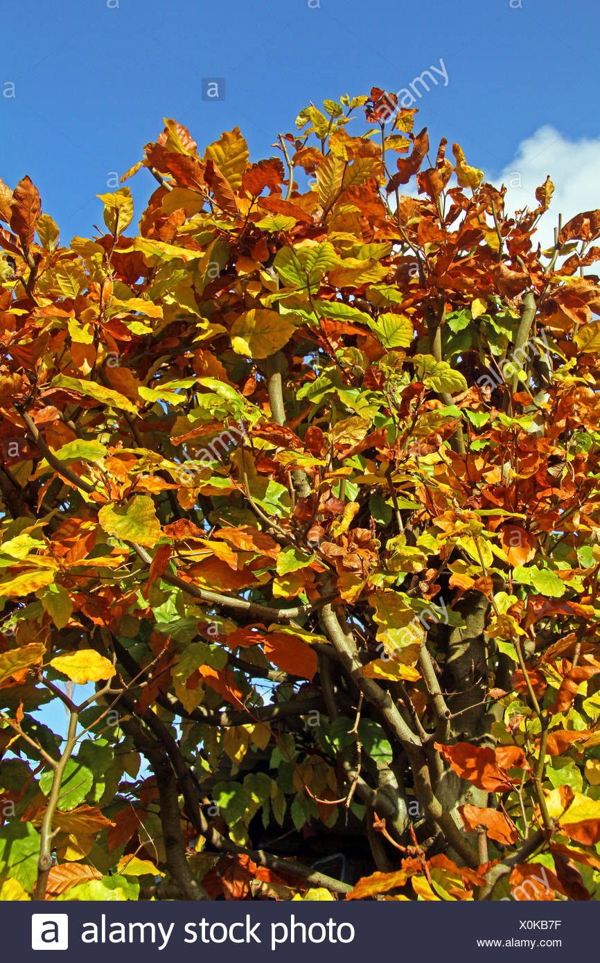 Common Beech Fagus Sylvatica Hedge Stockfotos und -bilder Kaufen - Alamy