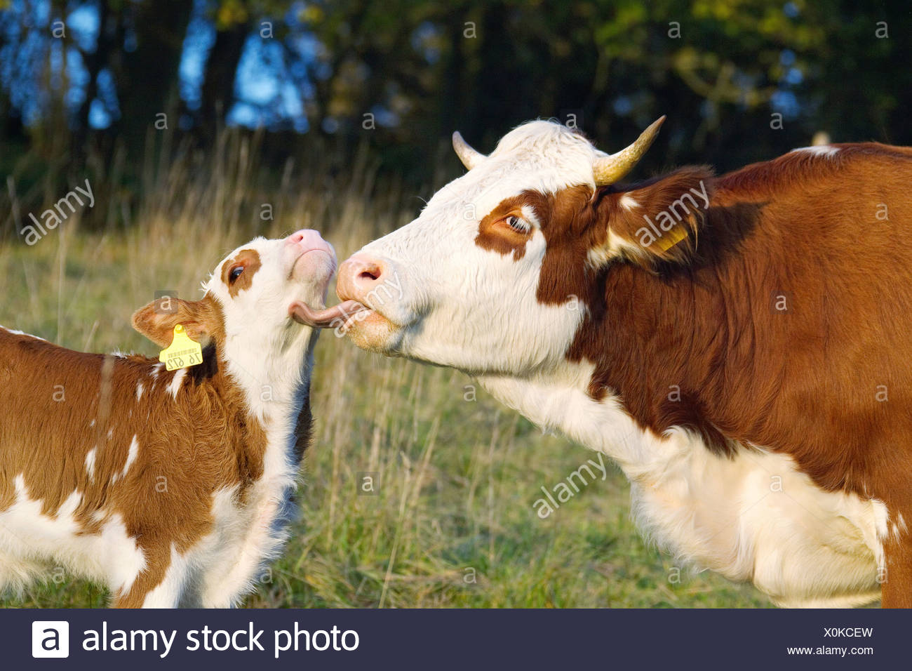 Hübsche Kuh Stockfotos und -bilder Kaufen - Alamy
