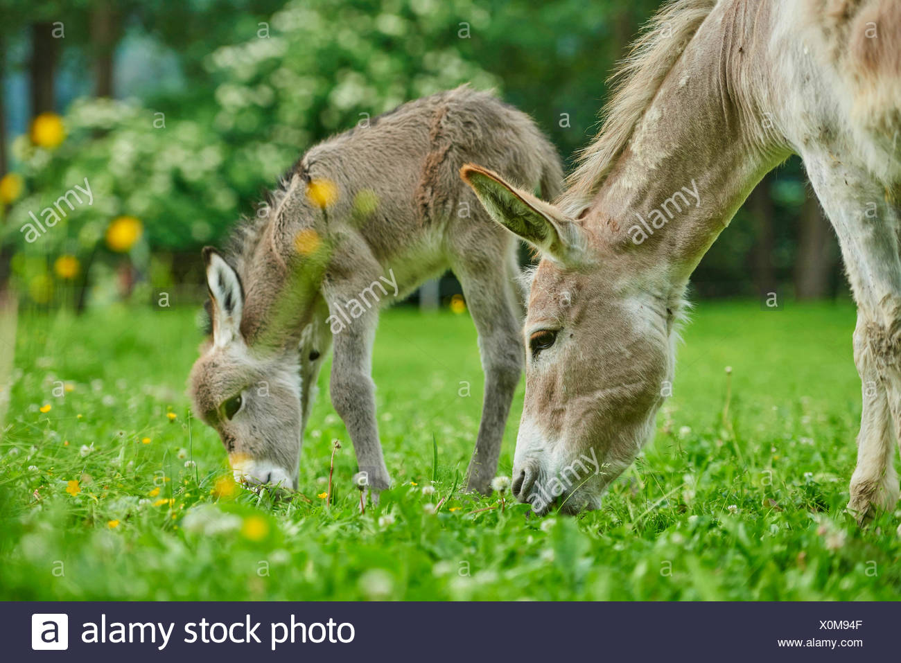 Esel Seitenansicht Stockfotos & Esel Seitenansicht Bilder - Alamy