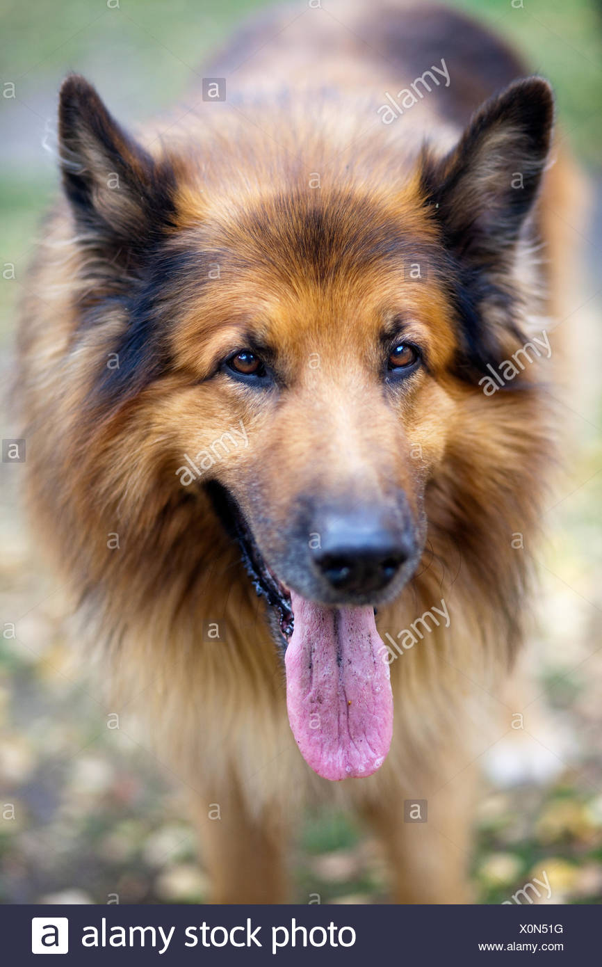Schottischer Schäferhund Stockfotos & Schottischer Schäferhund Bilder ...