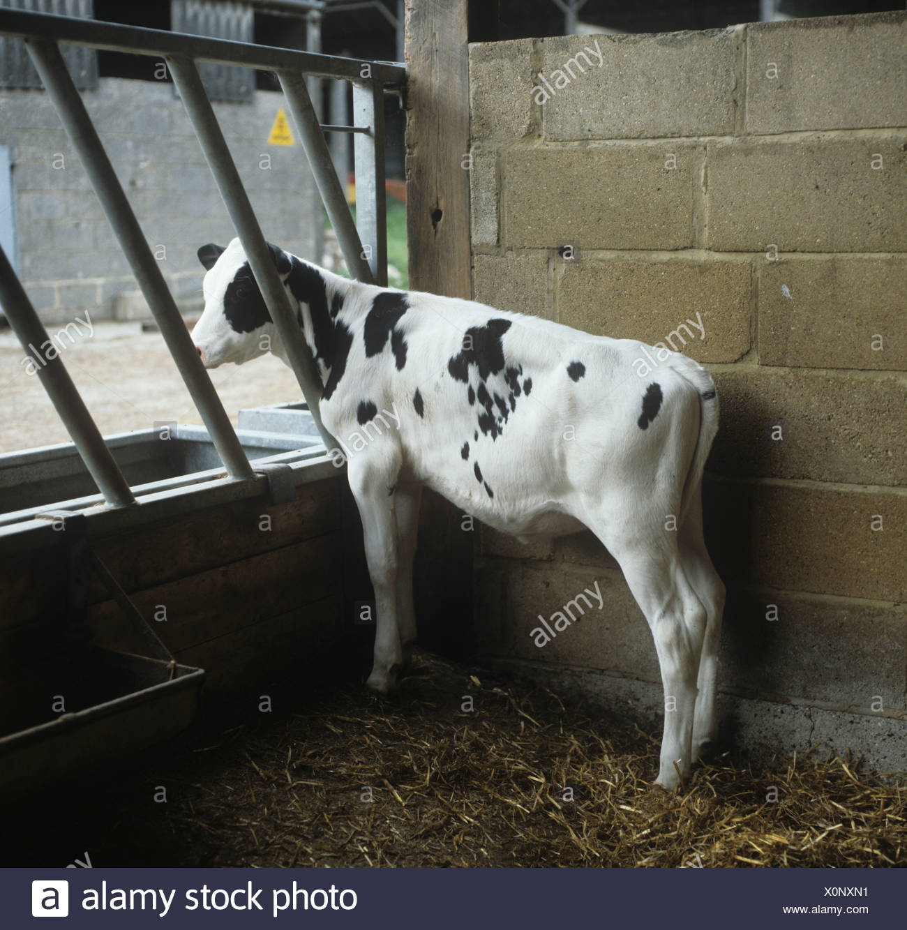 Holstein Calf Stockfotos und -bilder Kaufen - Alamy