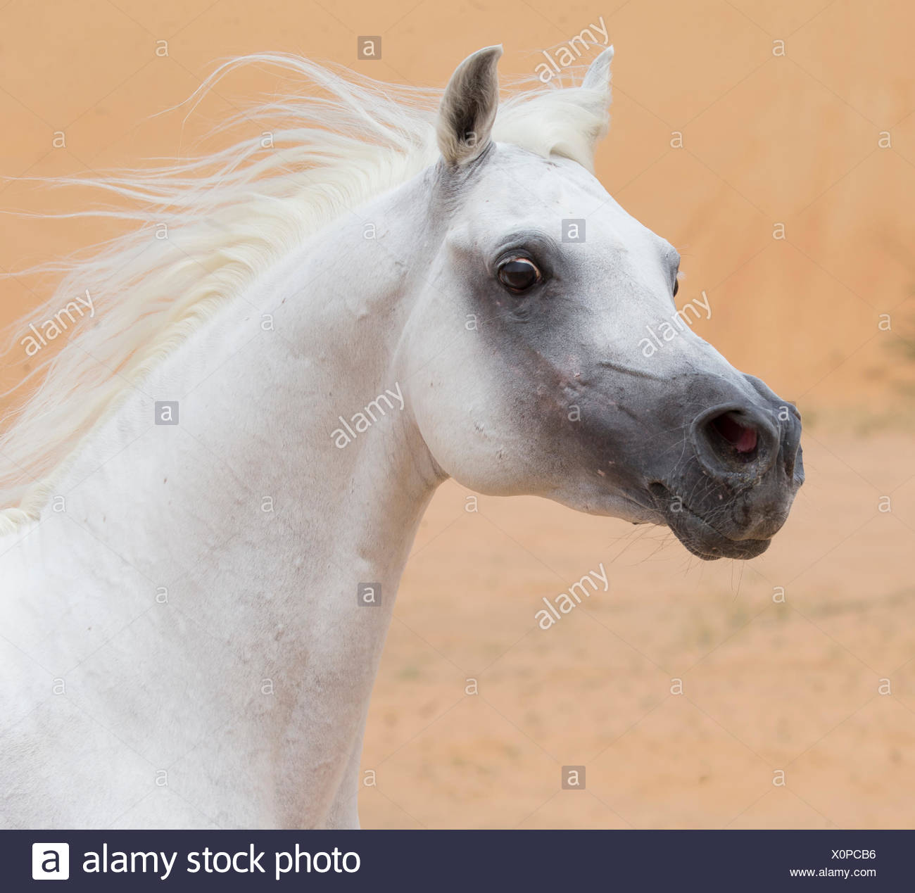 Araber Pferd Stockfotos und -bilder Kaufen - Alamy