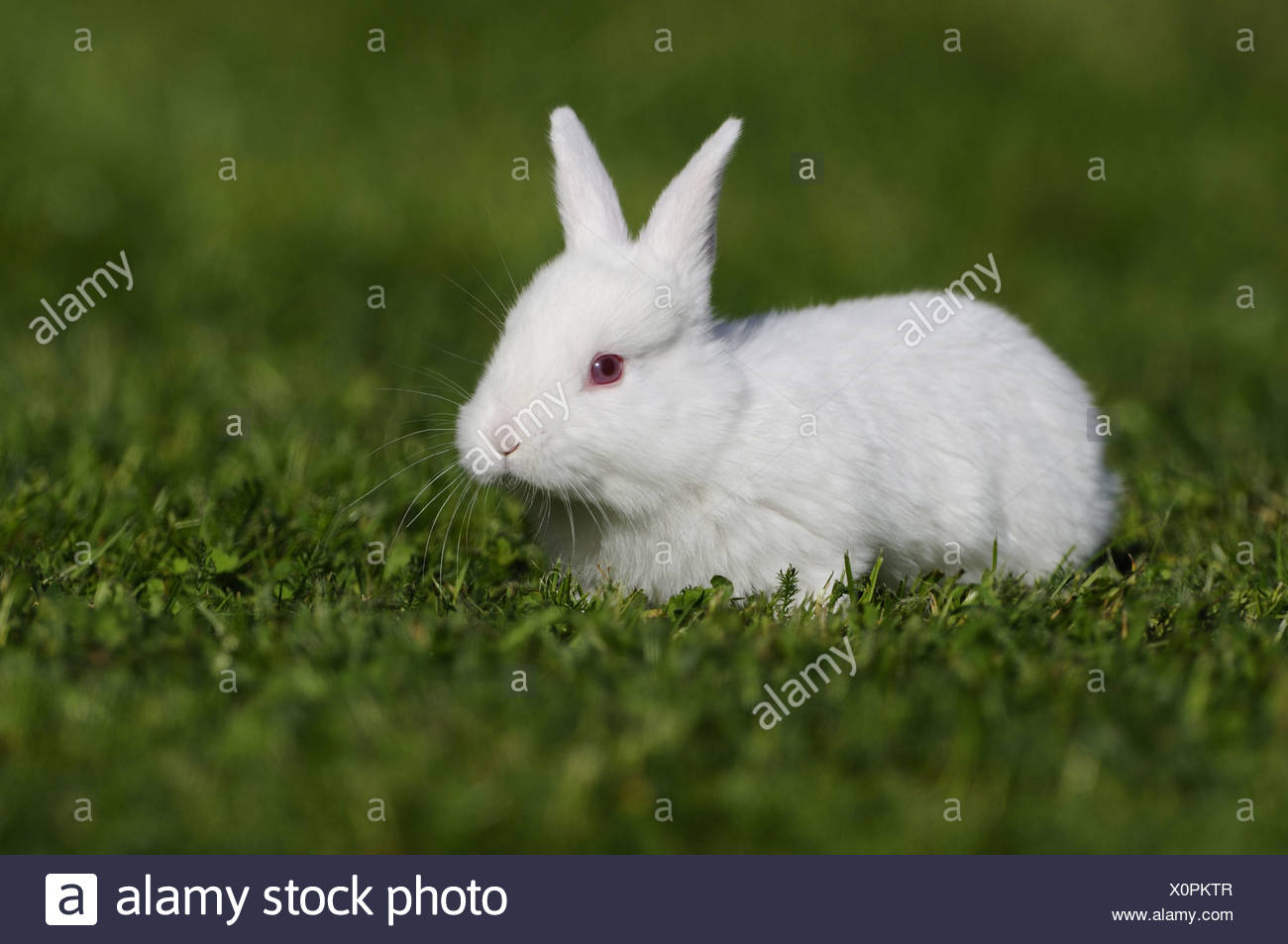 Weißer Hase Stockfotos & Weißer Hase Bilder - Alamy