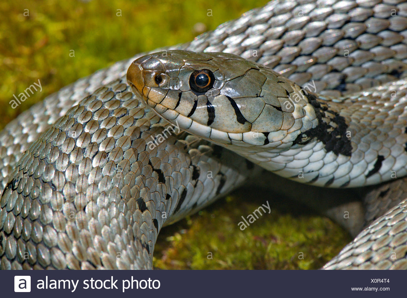 Grasnatter Natrix Natrix Stockfotos und -bilder Kaufen - Alamy