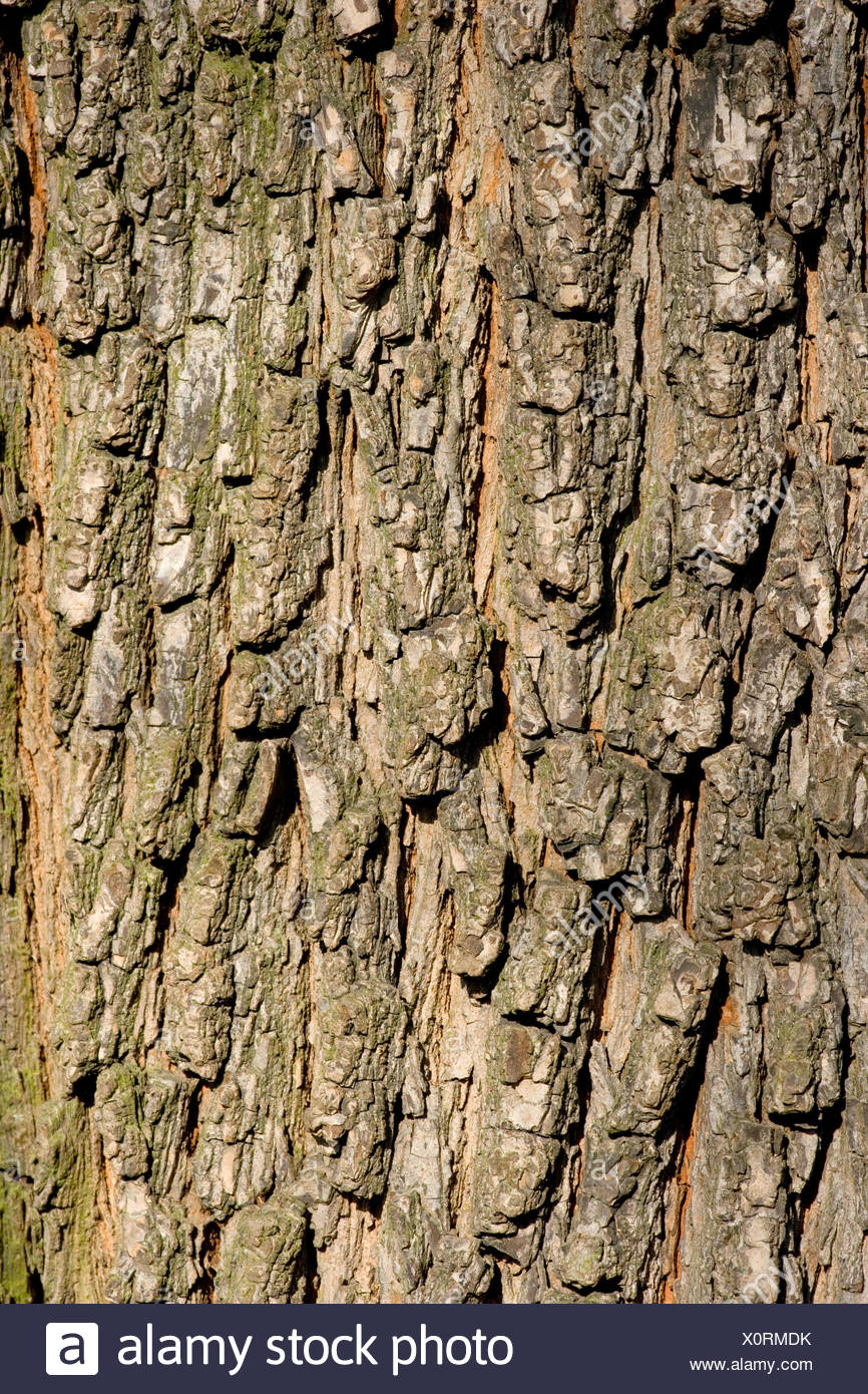 Ahorn Rinde Stockfotos und -bilder Kaufen - Alamy