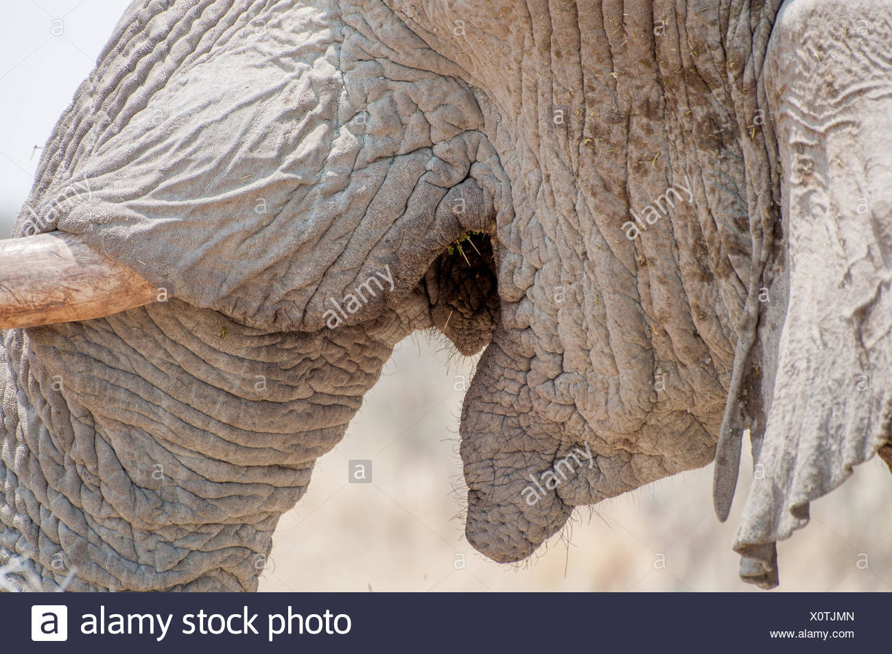 African Elephant Trunk Mouth Stockfotos und -bilder Kaufen - Alamy