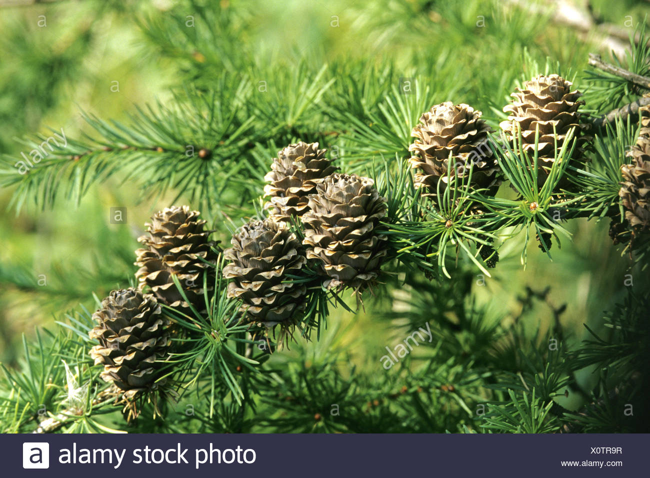 Larch Branch Stockfotos und -bilder Kaufen - Alamy
