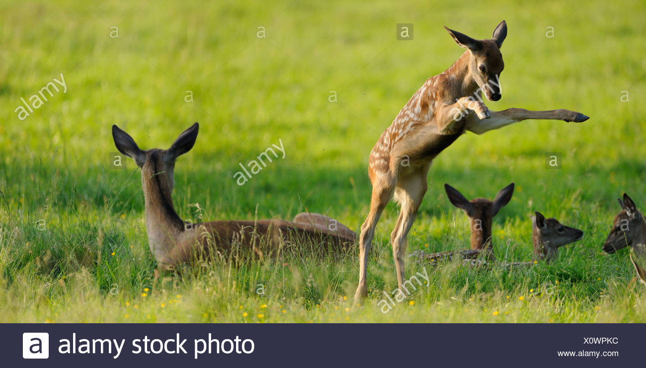 Hüpfende Rehe Stockfotos und -bilder Kaufen - Alamy