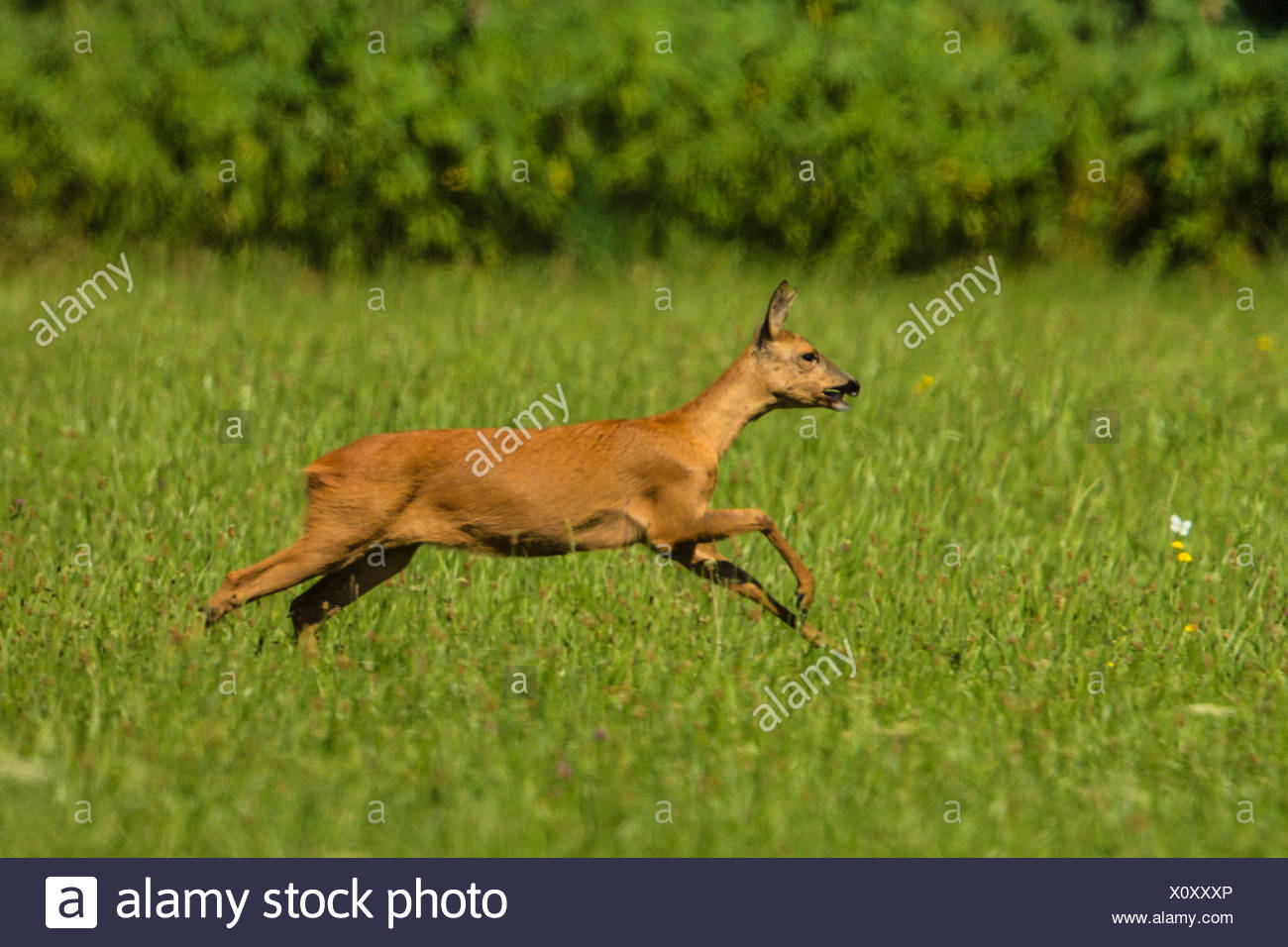 Springende Hirsche Stockfotos und -bilder Kaufen - Alamy