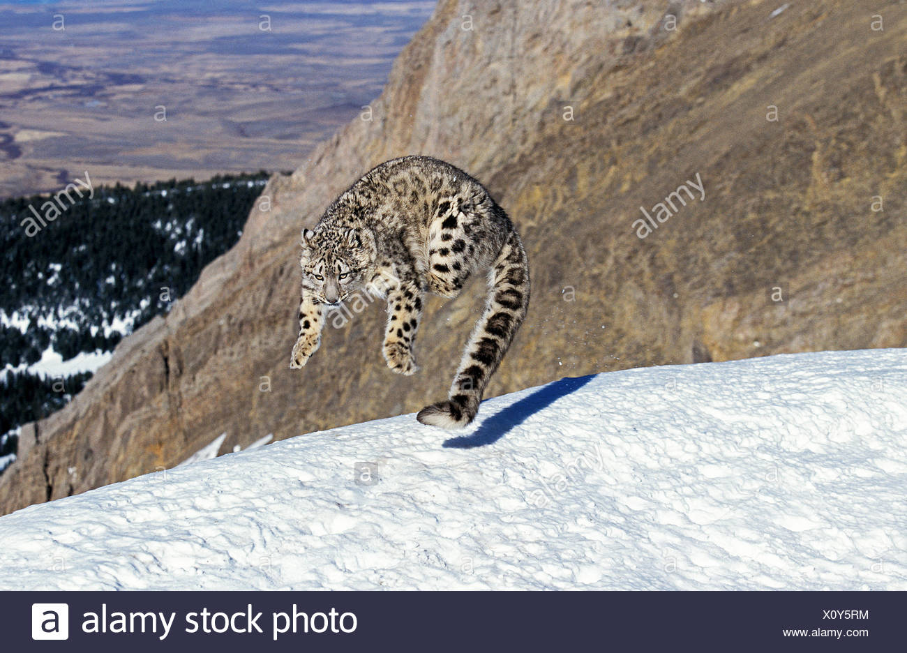 Springender Leopard Stockfotos und -bilder Kaufen - Alamy