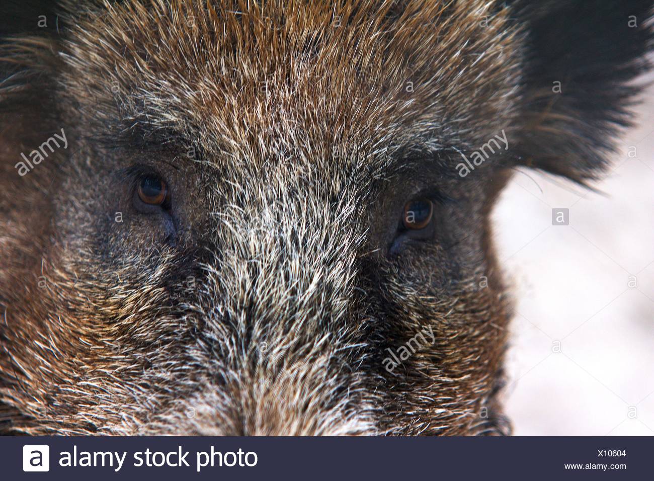 Wild Boars Eyes Stockfotos und -bilder Kaufen - Alamy