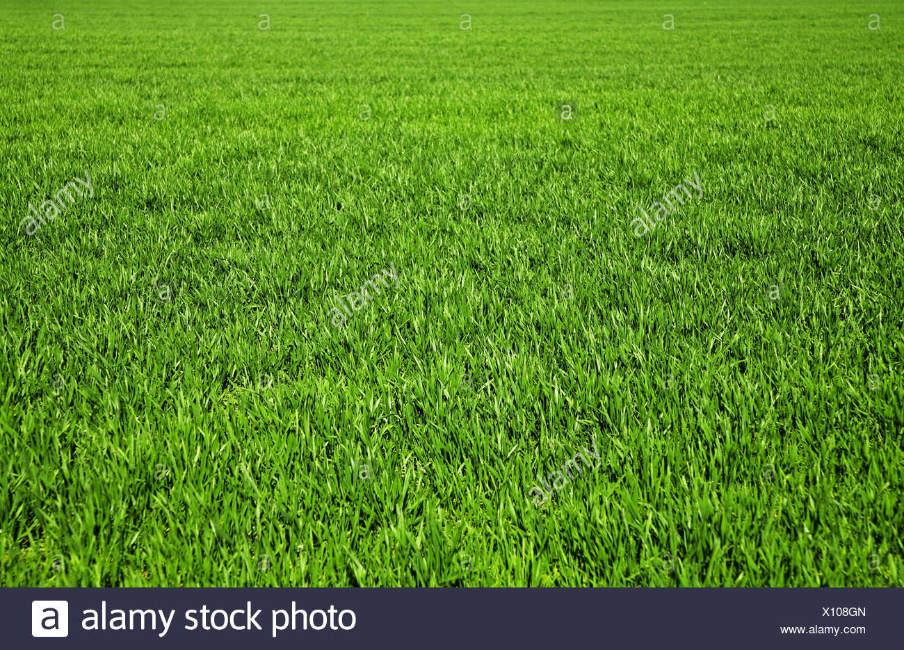 Background Image Lush Grass Field Stockfotos und -bilder Kaufen - Seite ...
