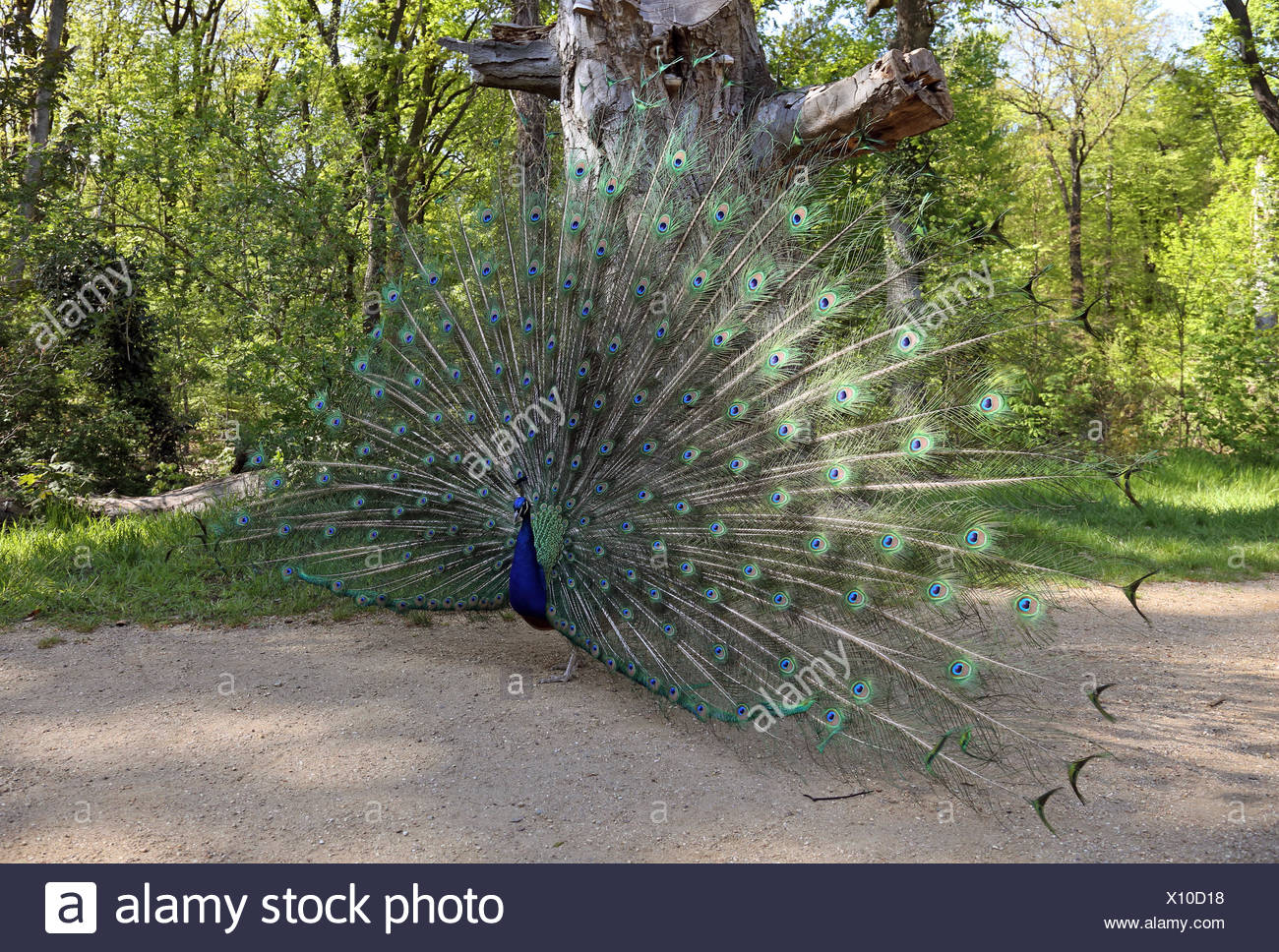 Pfau Schlägt Rad Zum Imponieren Stockfotos & Pfau Schlägt Rad Zum ...