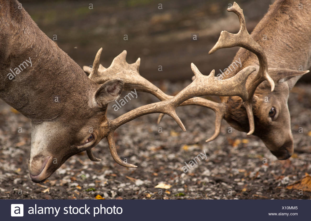 Two Hornes Stockfotos und -bilder Kaufen - Alamy