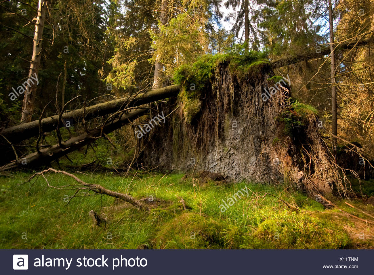 Norway Spruce Picea Abies Roots Stockfotos und -bilder Kaufen - Alamy